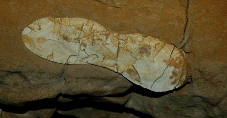 Above & below : a fossiliferous chert nodule with an ...